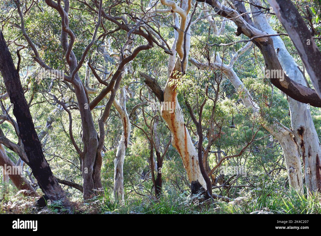 Sandstone gully sclerophyll forest of Scribbly Gum, Eucalyptus ...