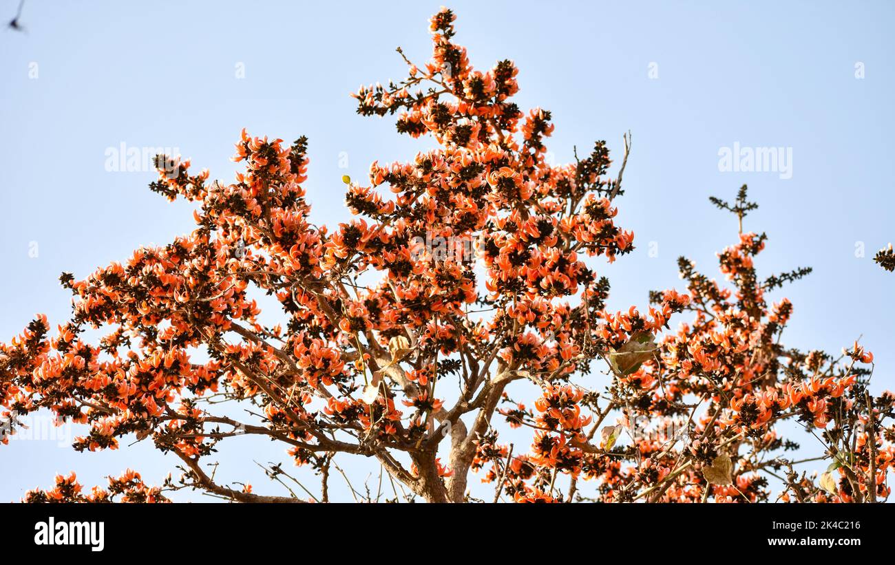 A closeup shot of Butea monosperma tree known as flame-of-the-forest ...