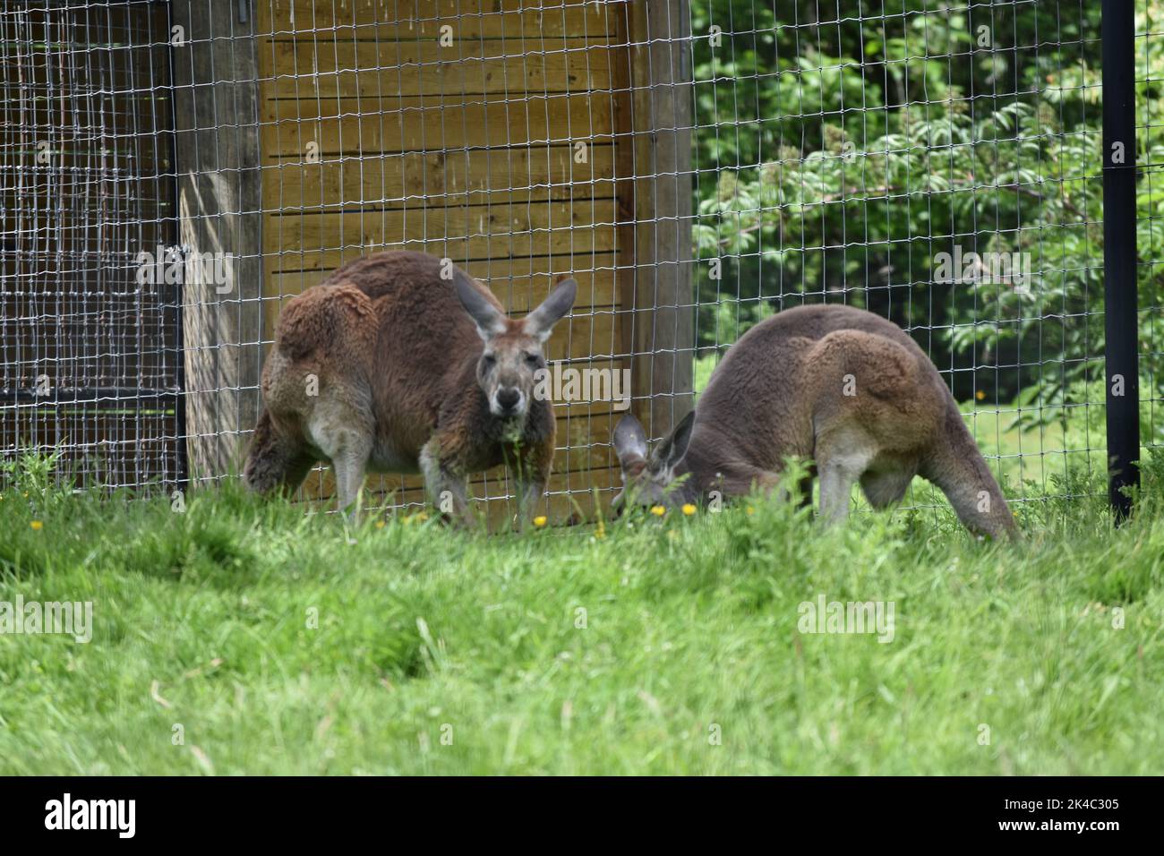 A view of kangaroos standing on grassland Stock Photo - Alamy