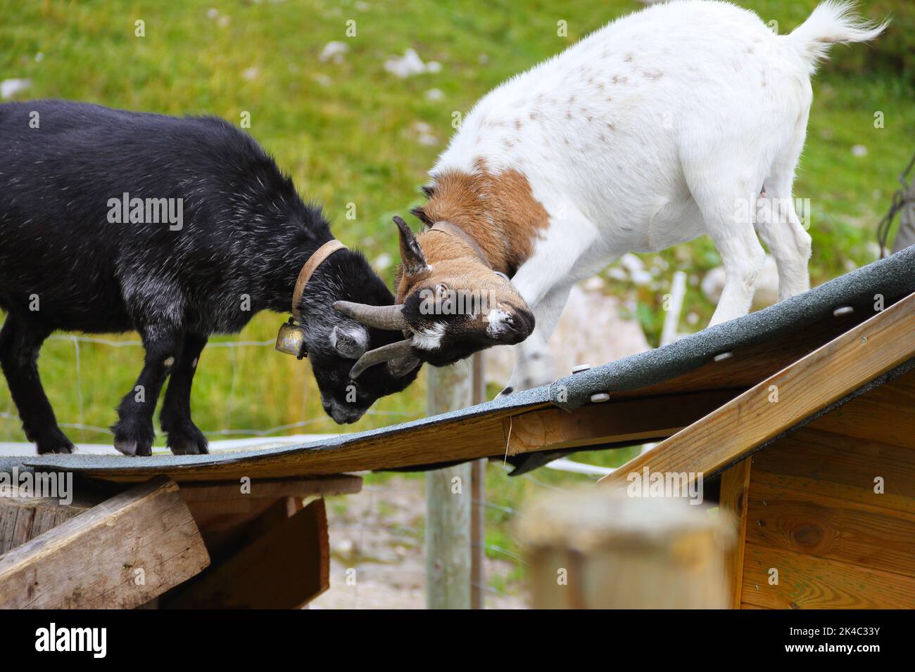 Goats playing around in the Austrian alps at the Gjaid Alm Stock Photo ...