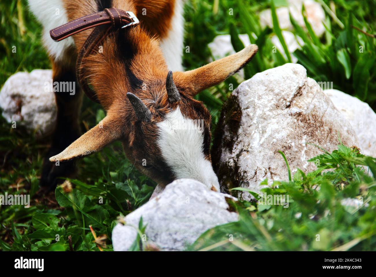 Goats eating fresh green grass in the Austrian alps at the Gjaid Alm ...
