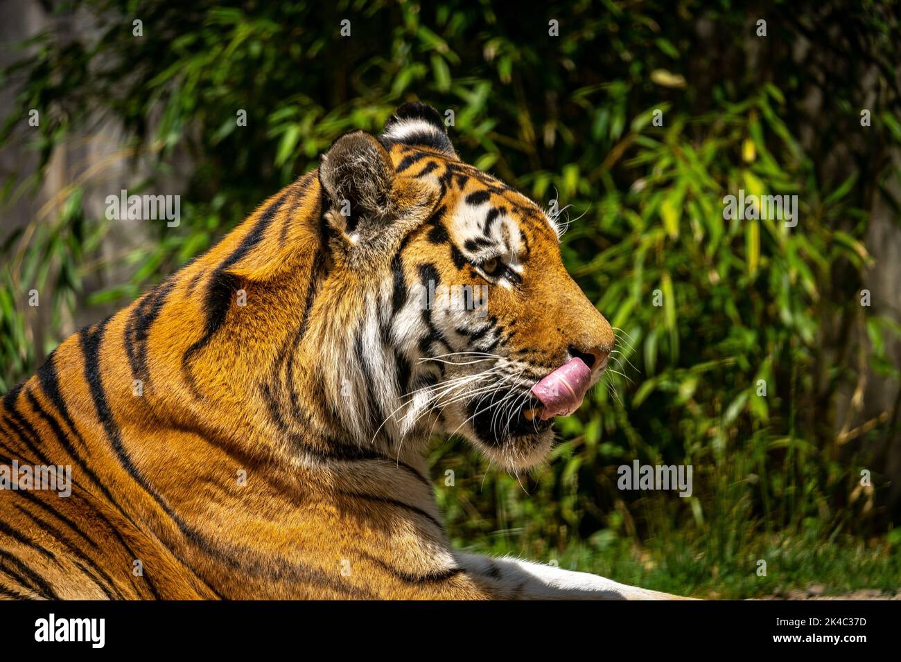 Beautiful shot in tiger hi-res stock photography and images - Alamy