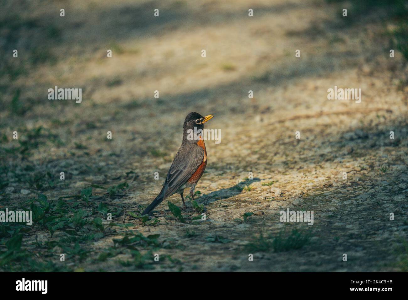 A grey bird standing on the ground Stock Photo - Alamy