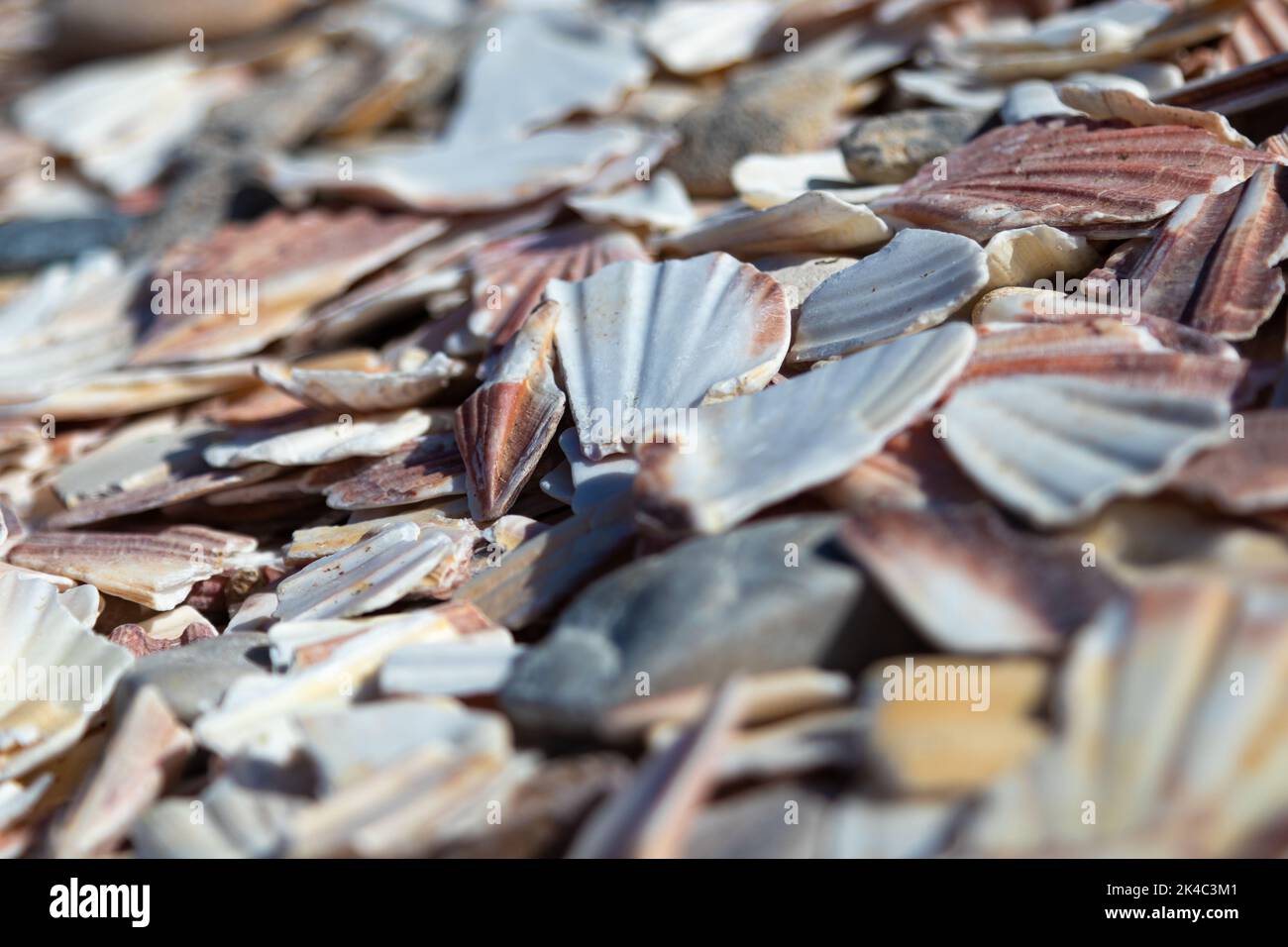 A closeup of broken shells on the beach Stock Photo - Alamy