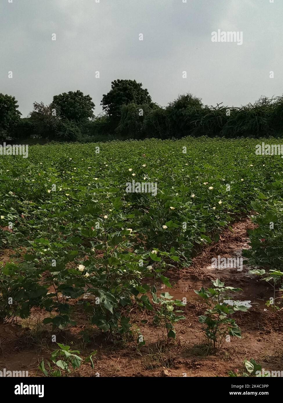 Bt cotton india hi-res stock photography and images - Alamy