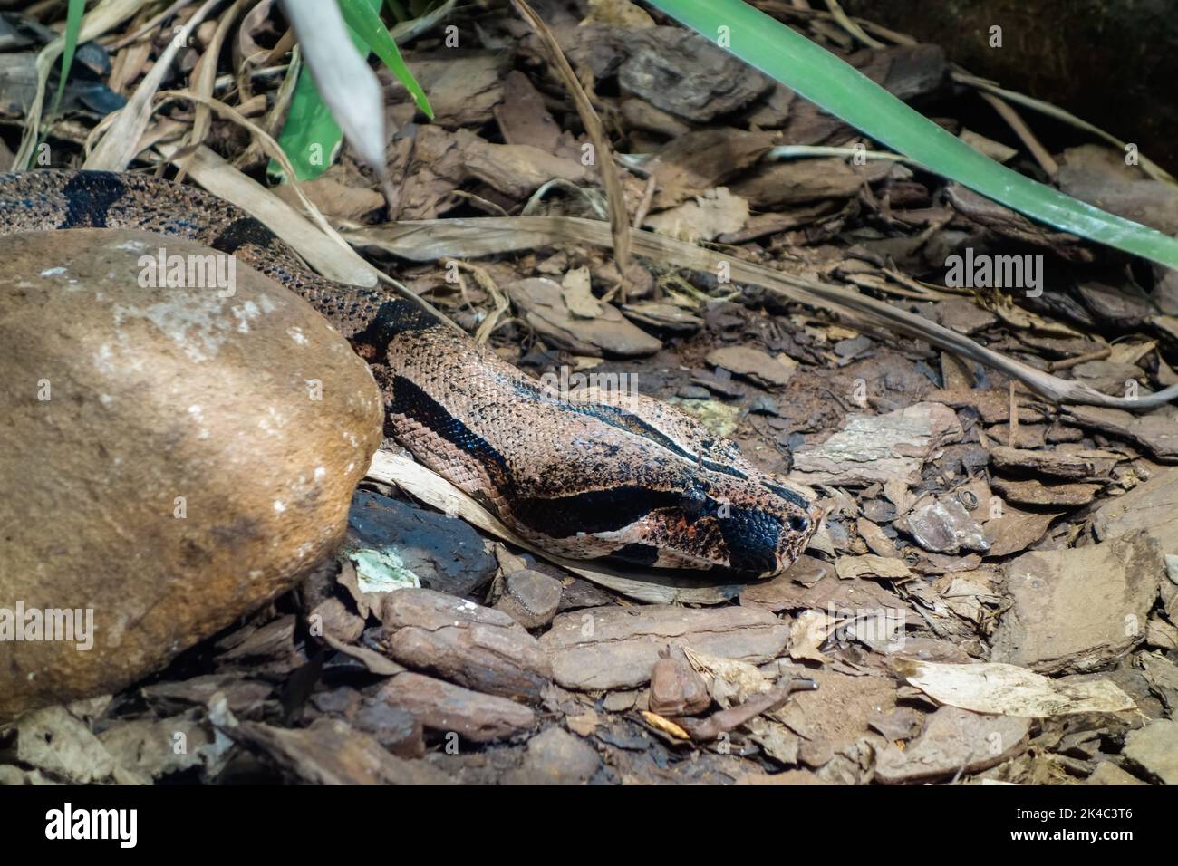 Boa constrictor snake, red-tailed boa or the common boa. Close up view ...