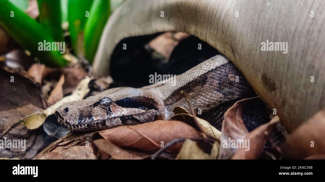 Boa constrictor snake, red-tailed boa or the common boa. Close up view Stock Photo - Alamy