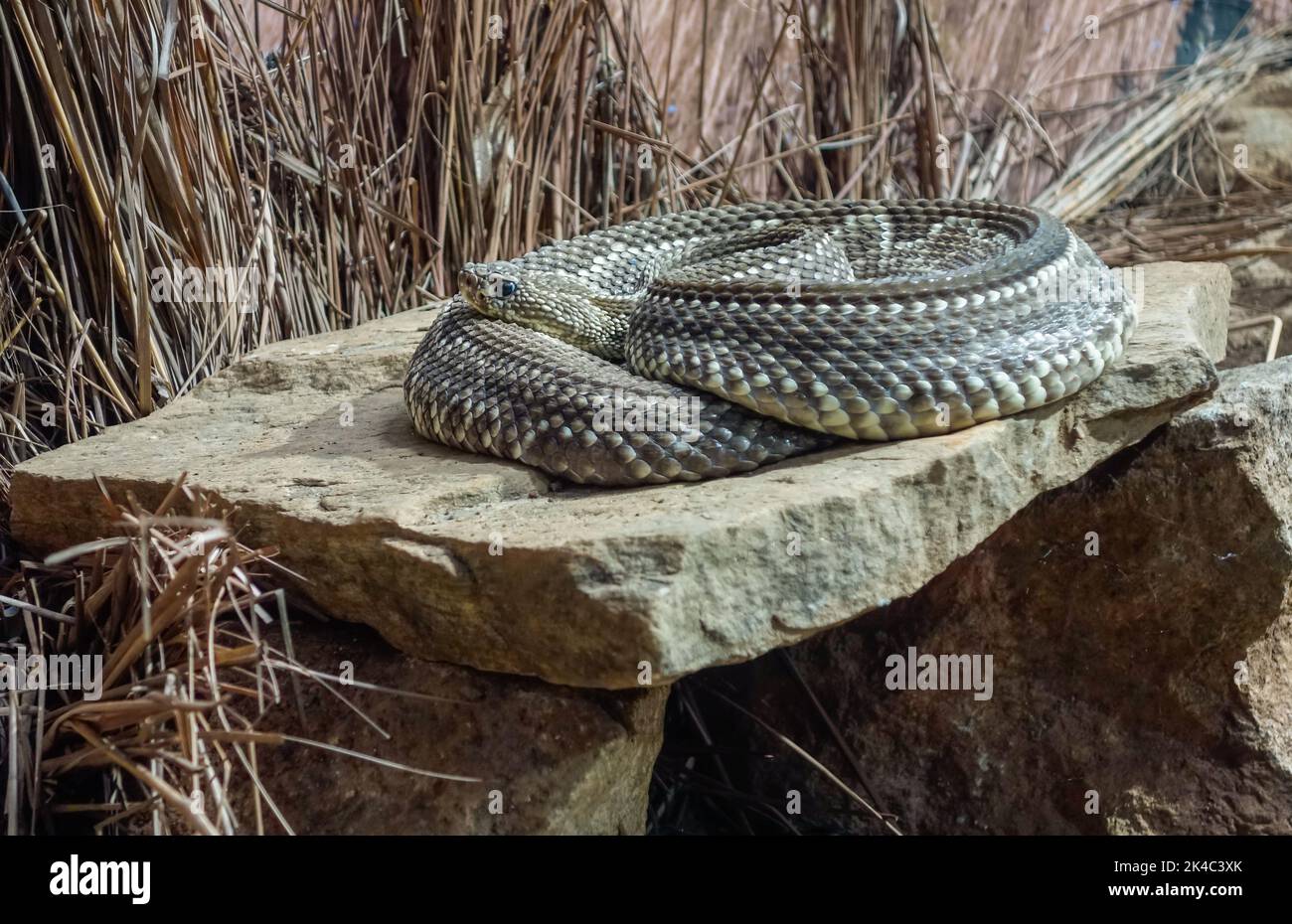 Crotalus durissus snake, or South American rattlesnake. Brazilian ...