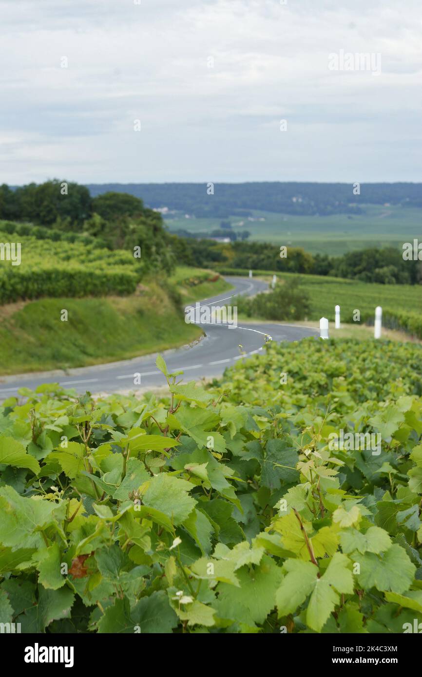 Vertical landscape scenery shot from the vineyard on a curvy road in ...