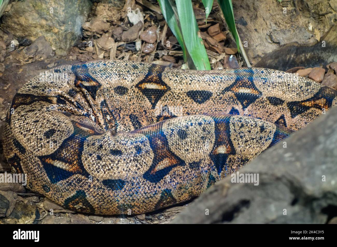 Boa constrictor snake, red-tailed boa or the common boa. Close up view Stock Photo - Alamy