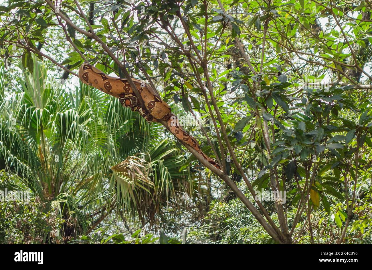 Boa constrictor snake, red-tailed boa or the common boa. Hanging on tree Stock Photo - Alamy