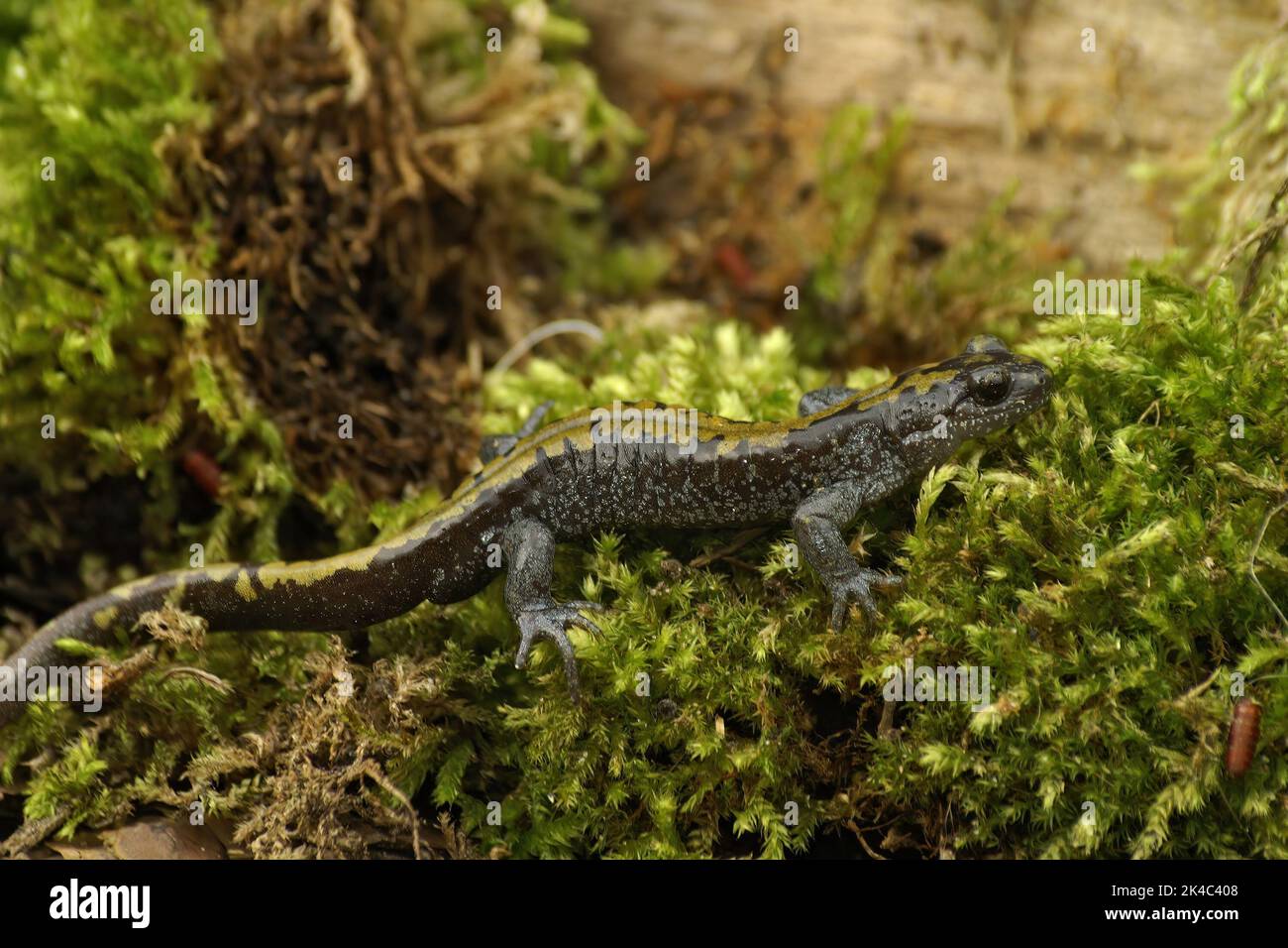 Detailed full body closeup on a Pacific Westcoast Longtoed salamander ...