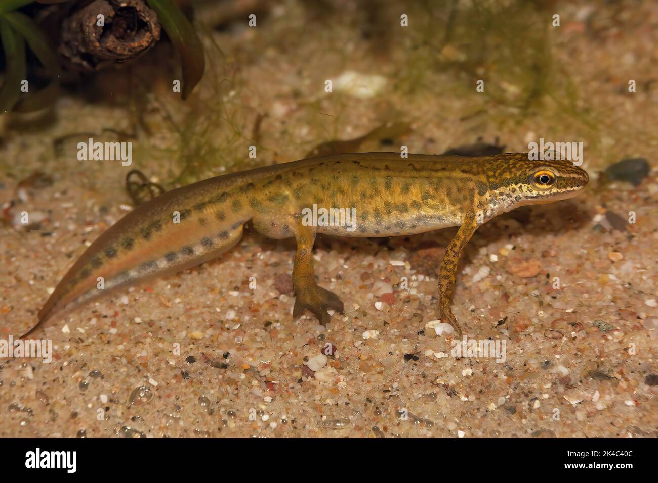 Detailed closeup on an aquatic male European Common palmate newt ...