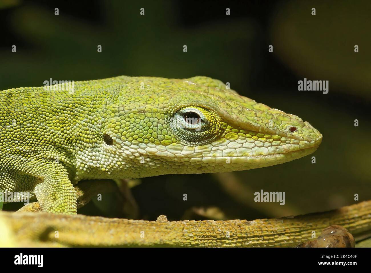 North american green anole hi-res stock photography and images - Alamy
