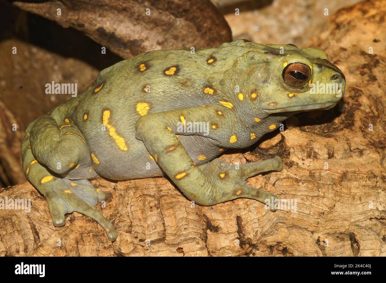 Detailed closeup on a colorful green and yellow spotted arboreal ...