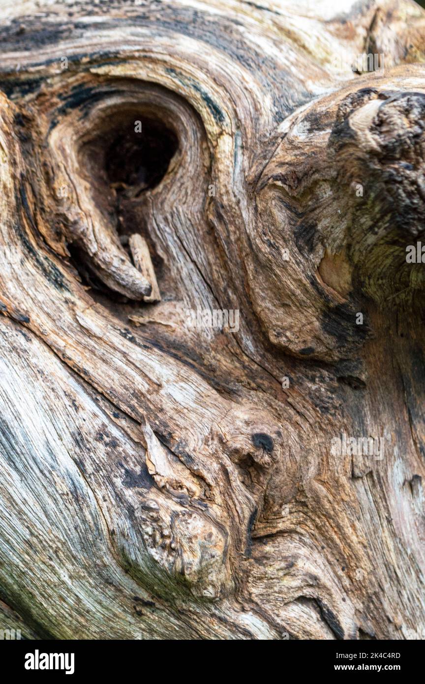 Holes in trunk. Large dry brown trunk of tree, with holes Stock Photo ...