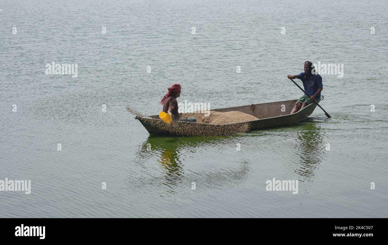 Two fish farmers on a boat feeding fish in a pond in Dhamtari, India ...