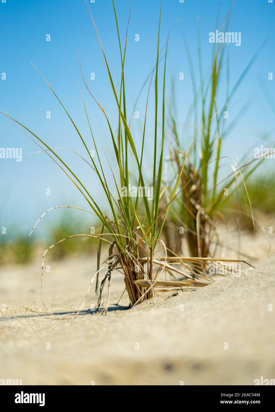A grass growing in sand in the beach Stock Photo - Alamy