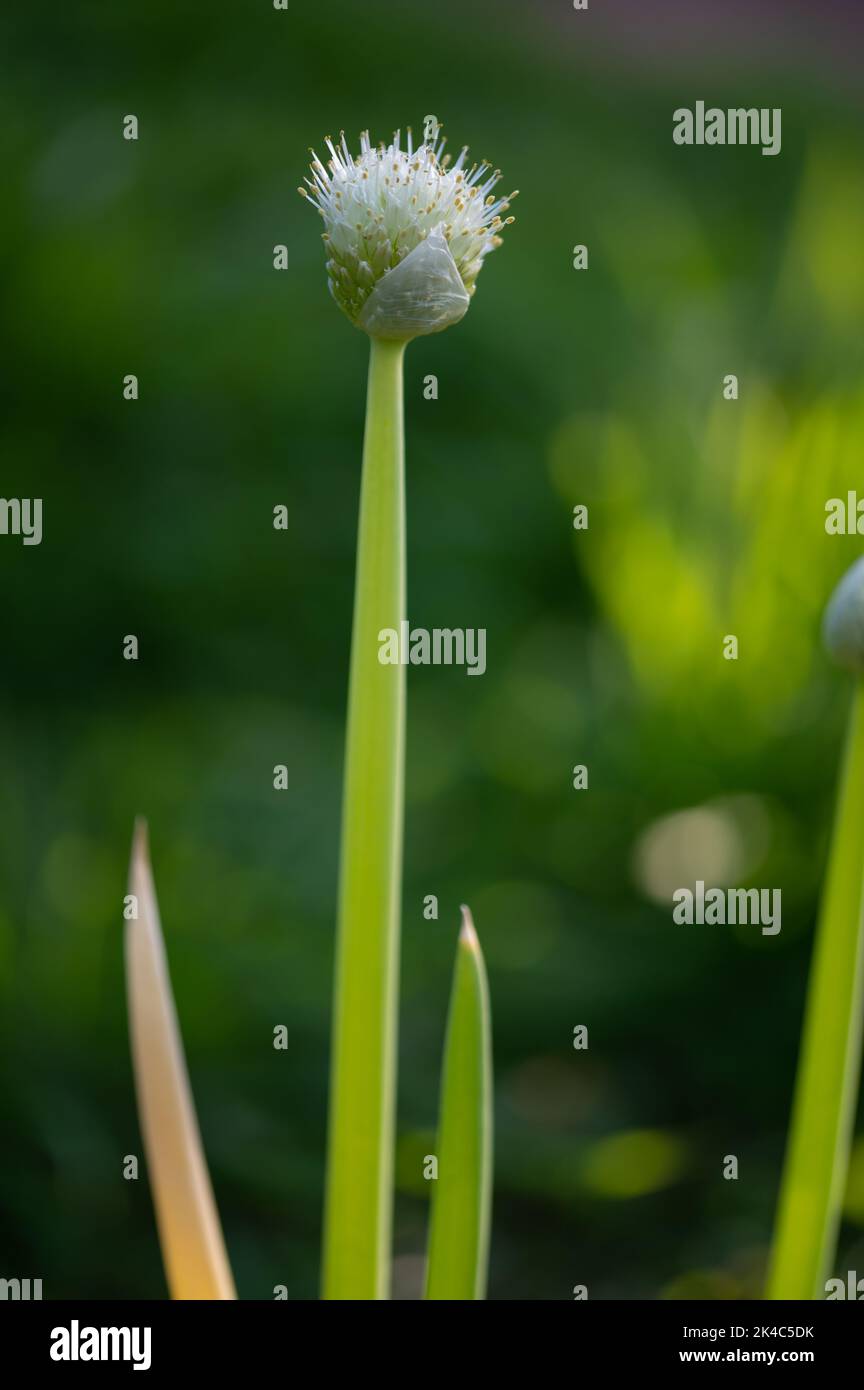 backlit onion flower in garden Stock Photo - Alamy