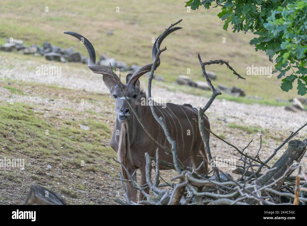 Kudu in zoo hi-res stock photography and images - Alamy