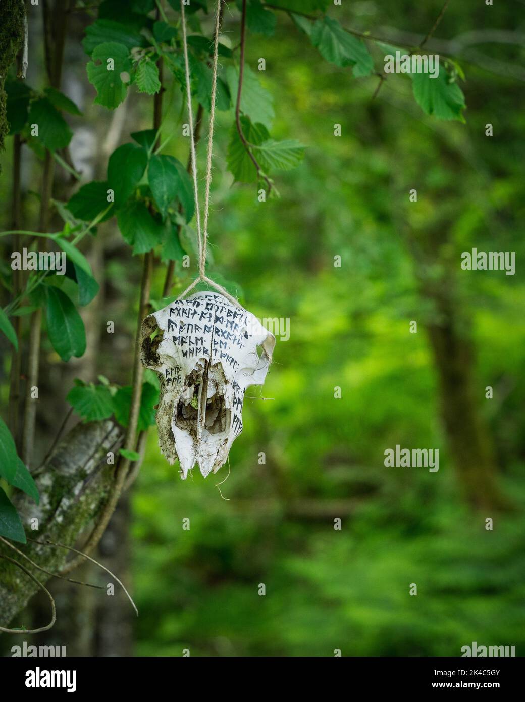 A vertical shot of a small Viking symbolism hanging in a forest in a ...