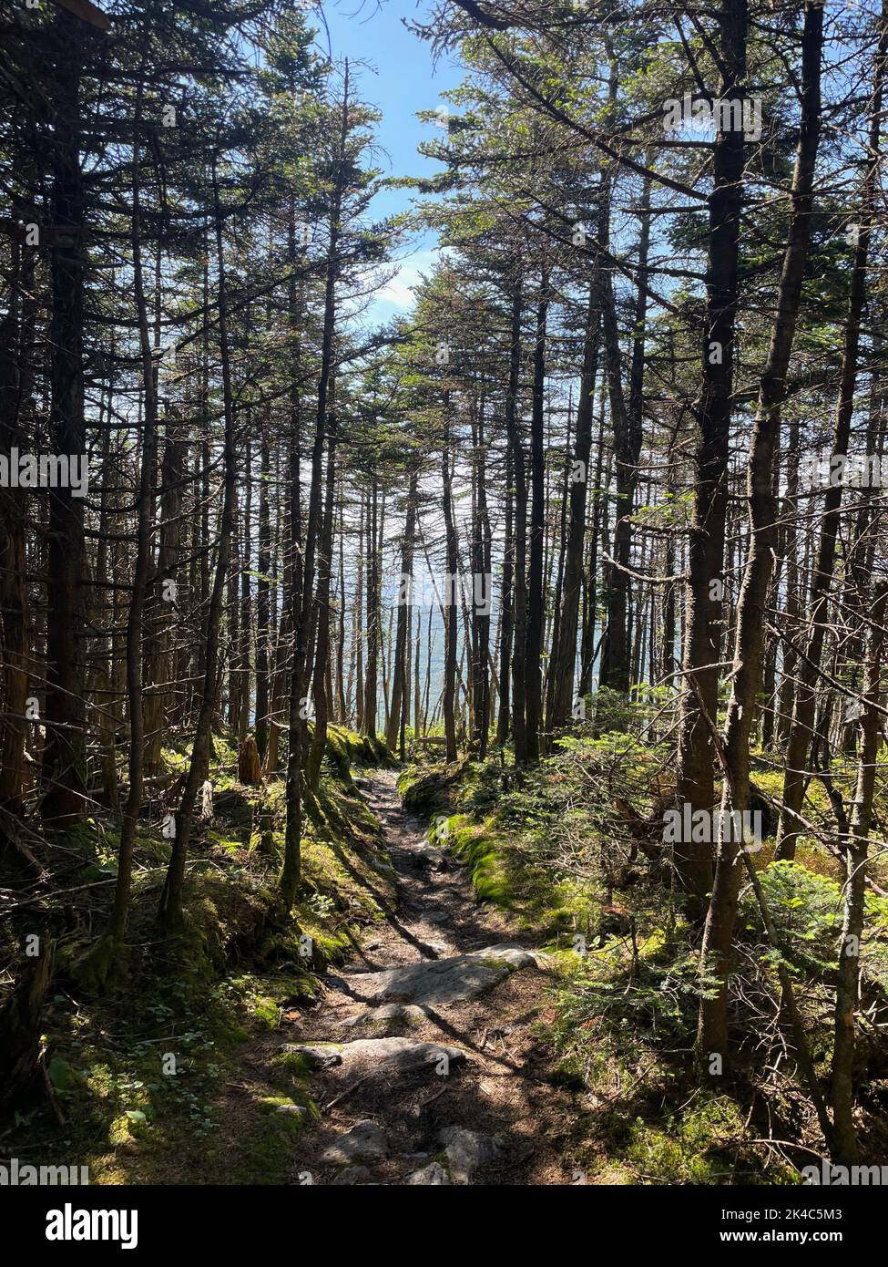 A vertical shot of a trail through a forest with trees on Mount Ellen ...