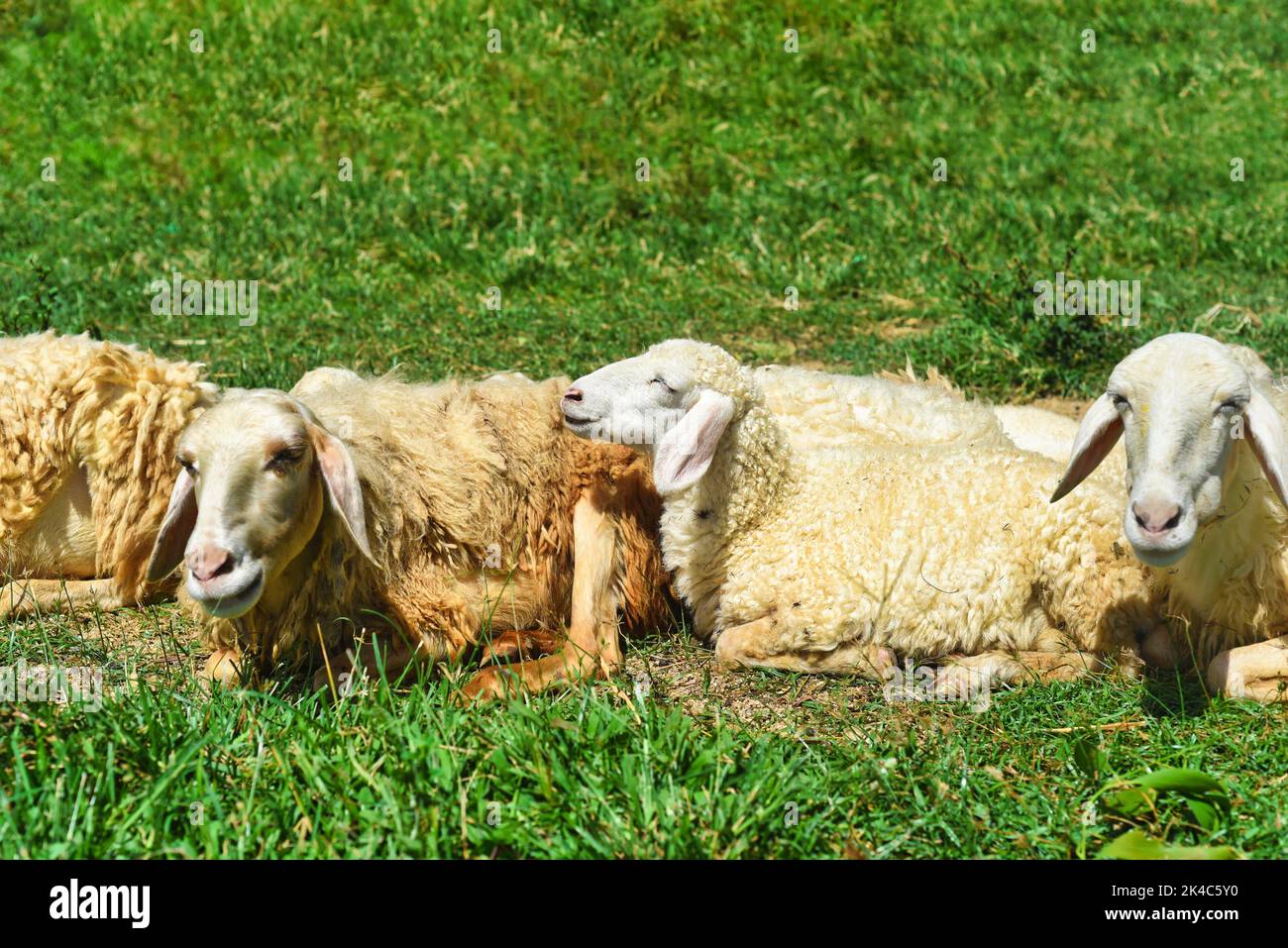 Sunny day nap hi-res stock photography and images - Alamy