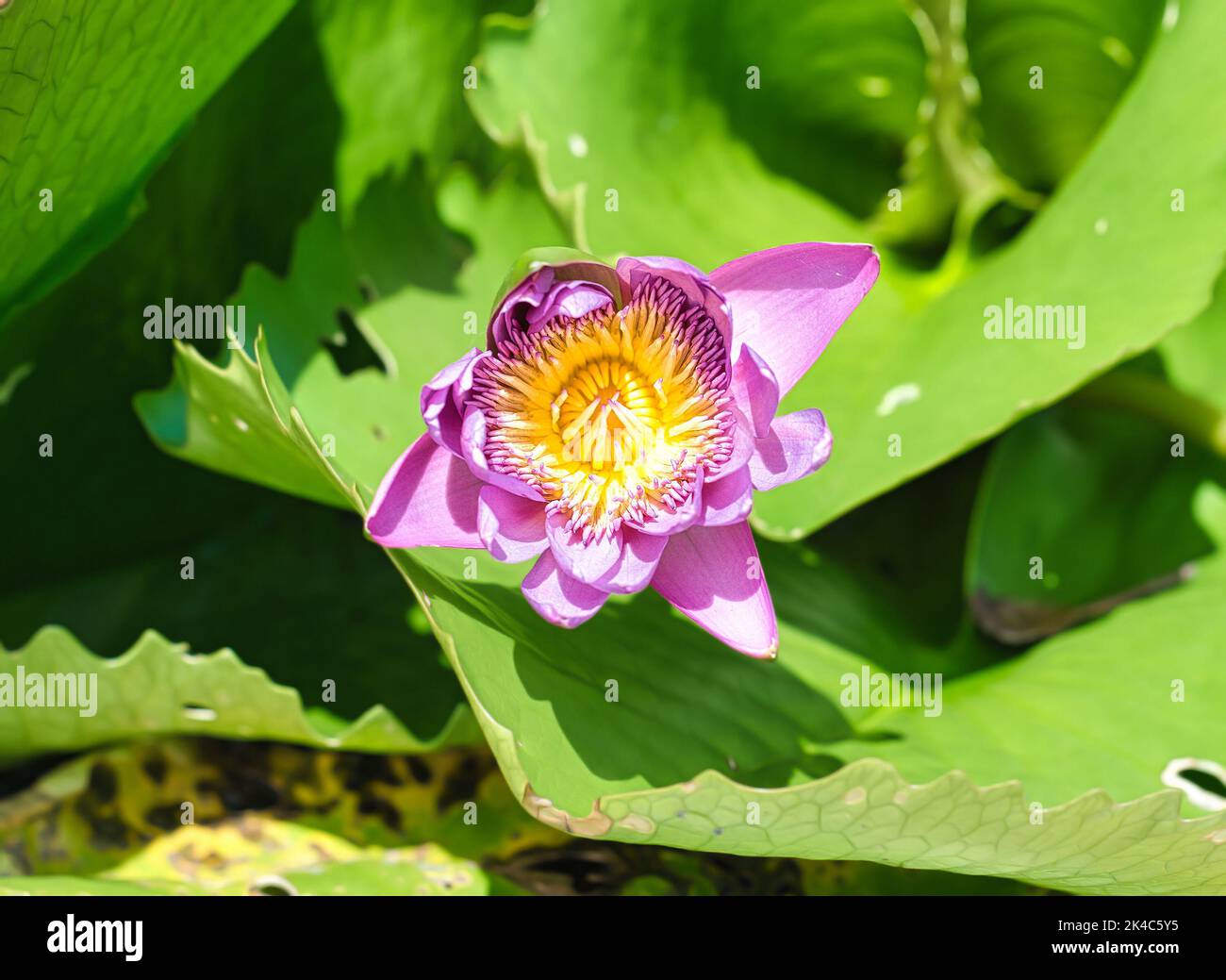 Purple lotus or water lily with bee polinating in Vietnam Stock Photo ...