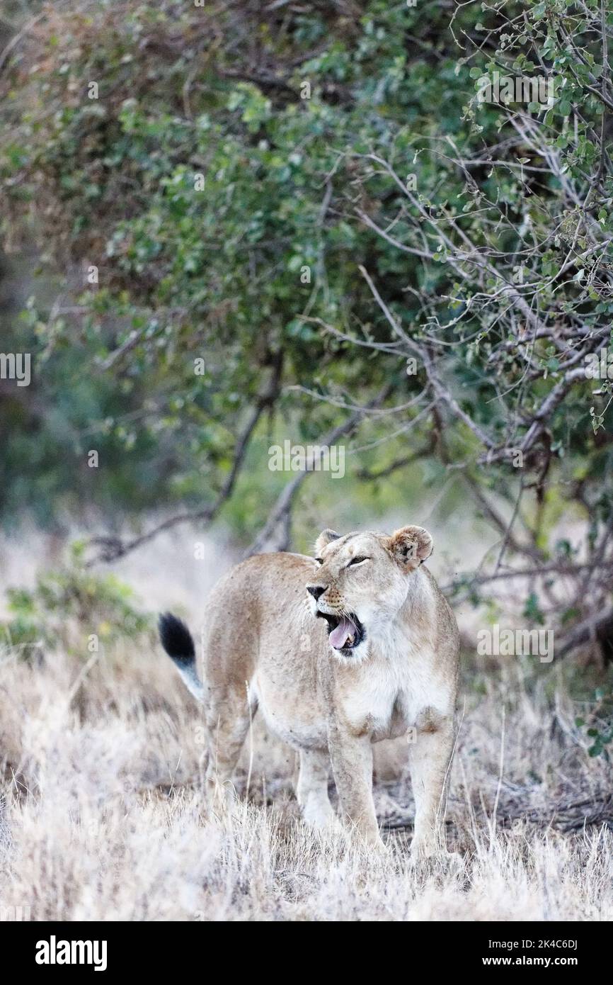 A vertical shot of a lioness just woke up under the bushes in Lewa ...