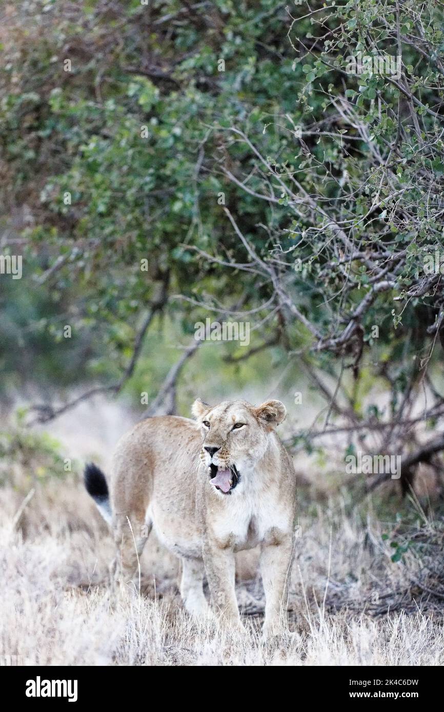 A lioness standing under the green bushes yawning in Lewa Wildlife ...