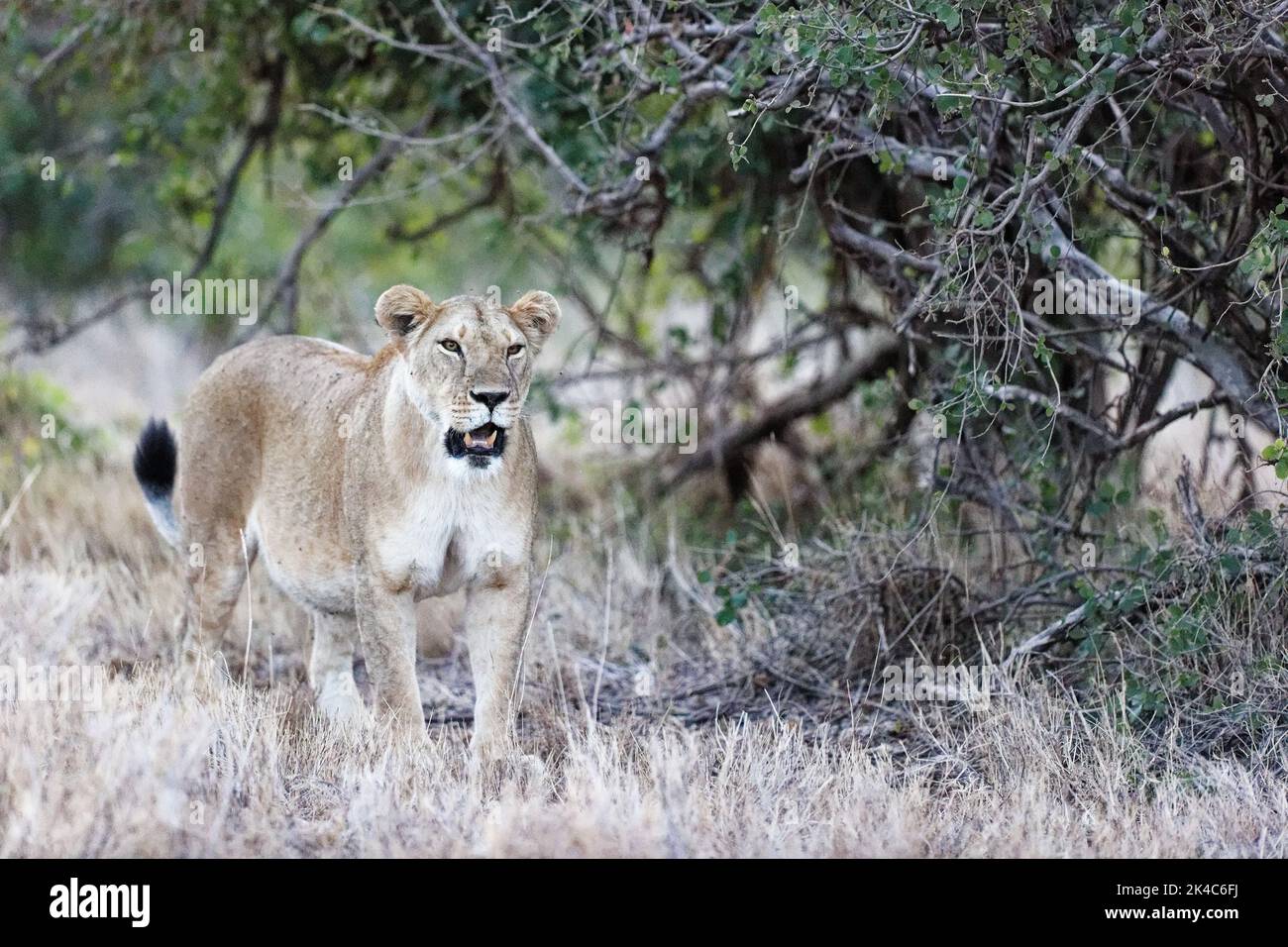 A lioness standing under the leafless bushes in the jungles of Lewa ...