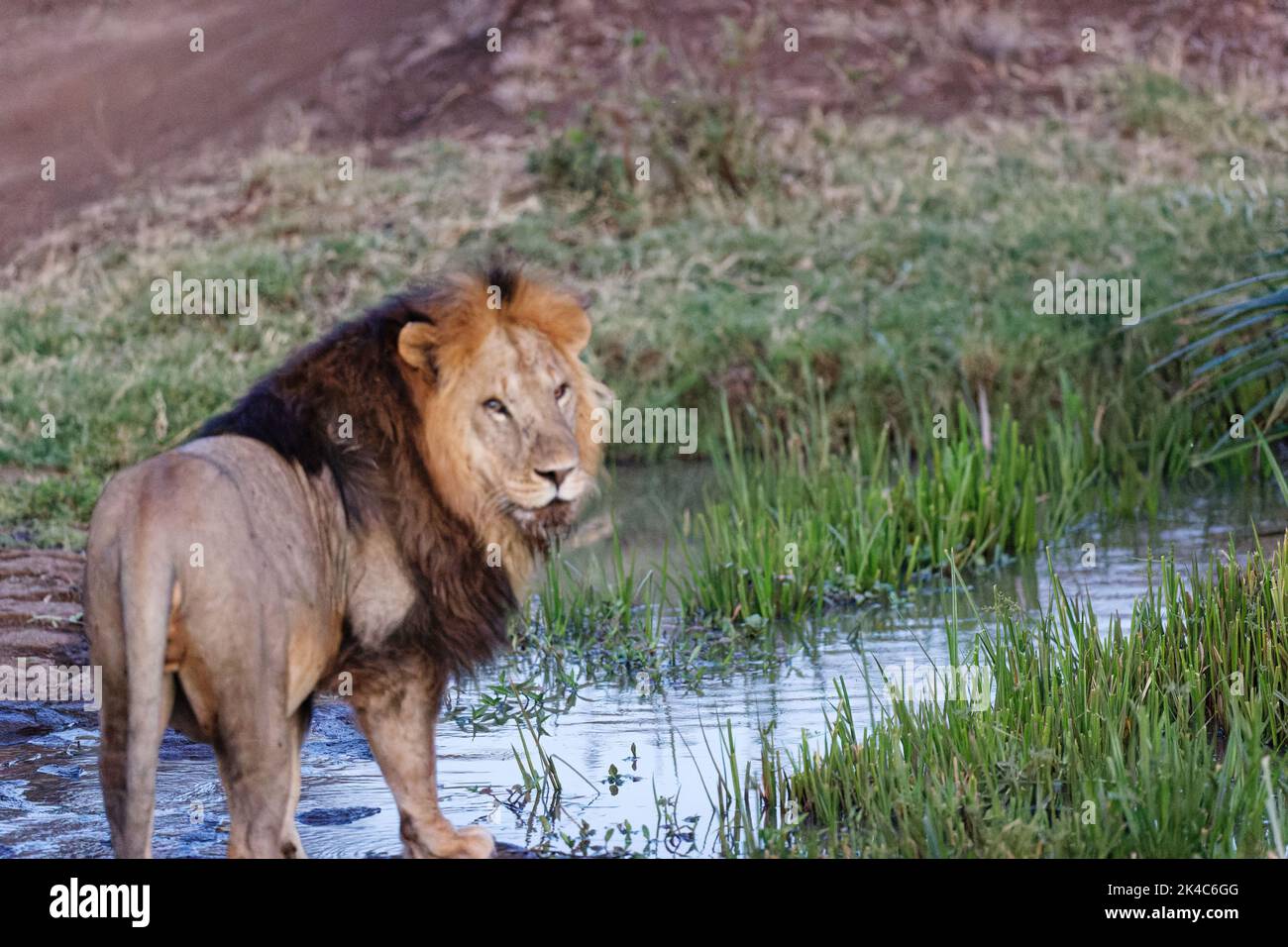 A lion standing next to a creek looking back in Lewa Wildlife ...