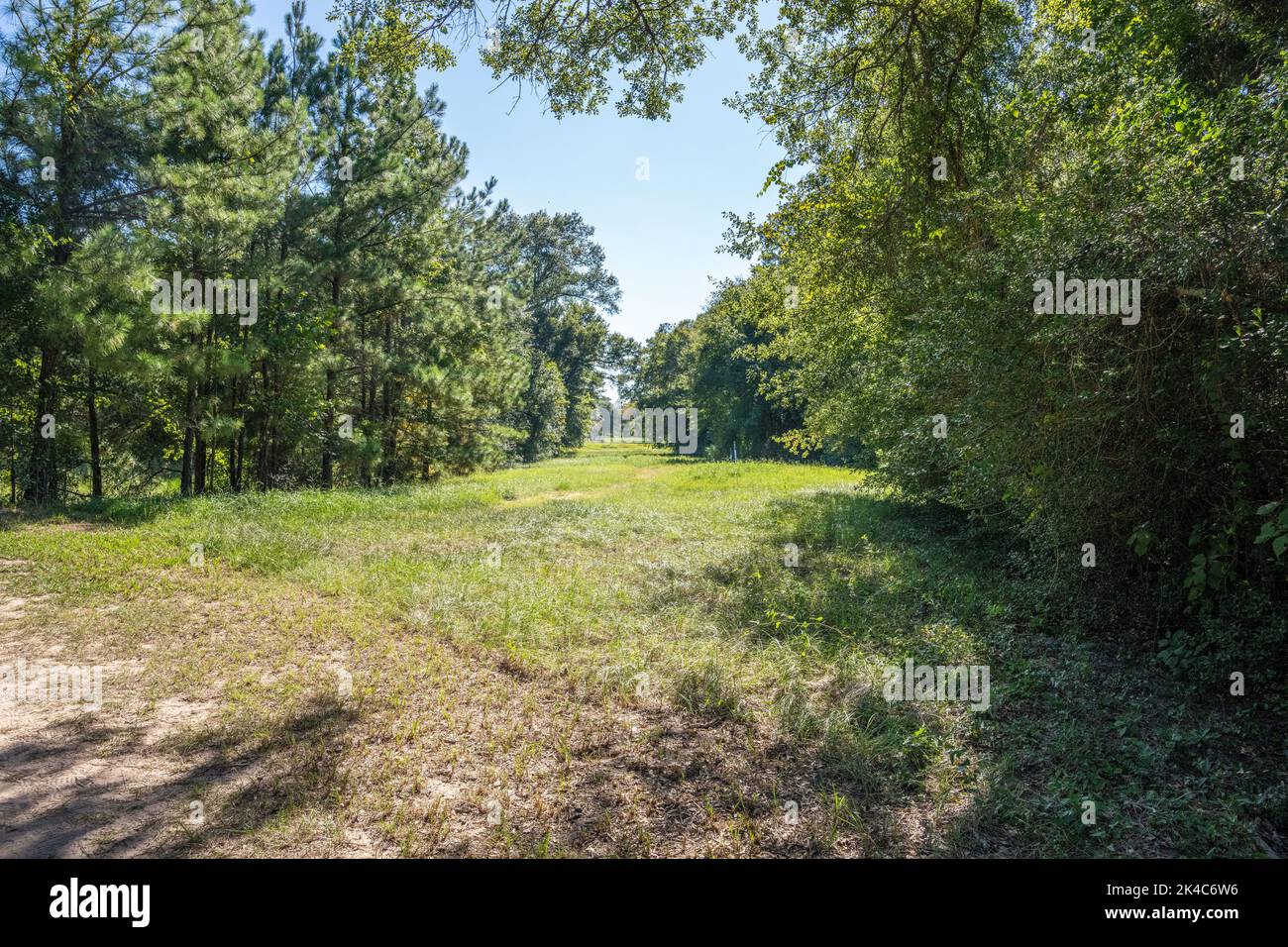 path in forest, hicking trail. dead tree and branch Stock Photo - Alamy