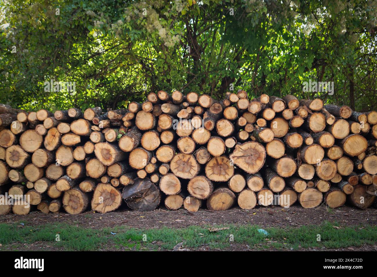Firewood branches hi-res stock photography and images - Alamy