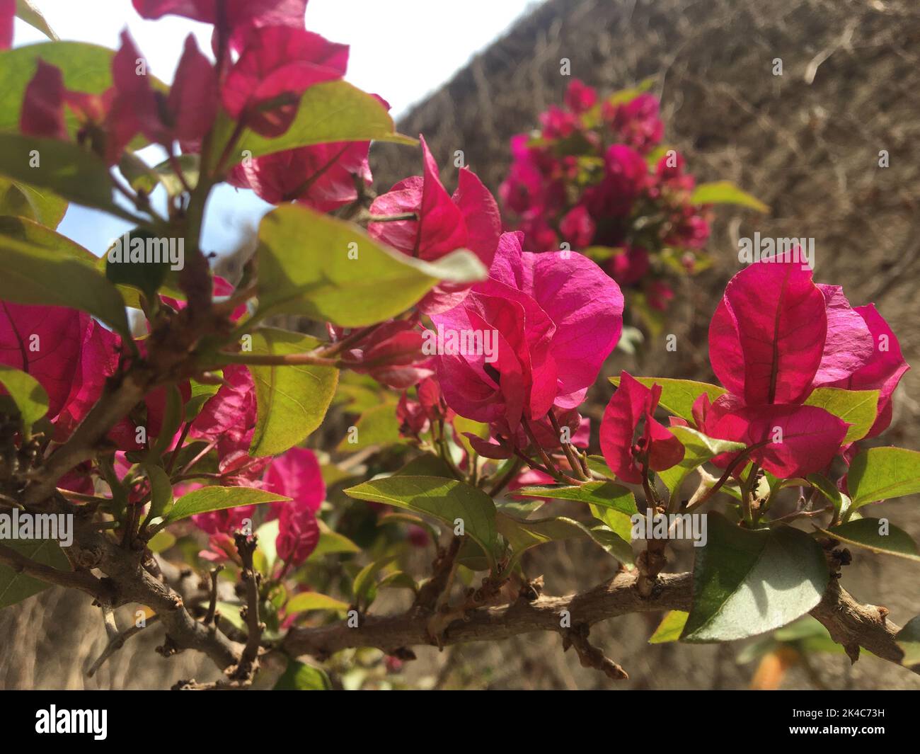 Wall paper flowers hi-res stock photography and images - Alamy