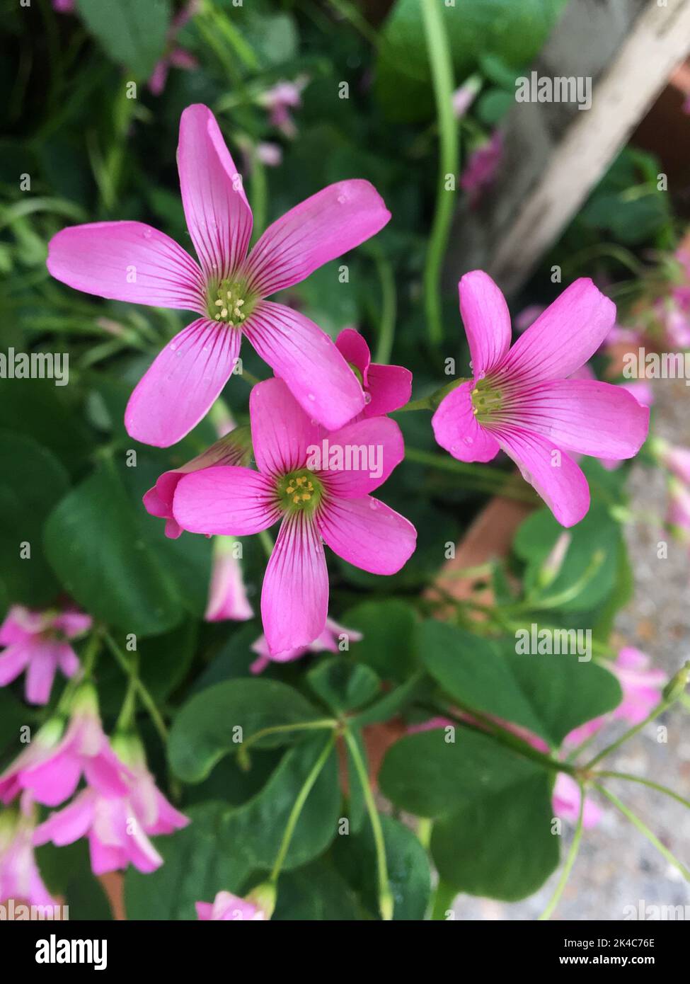 Grass with little flowers hi-res stock photography and images - Alamy