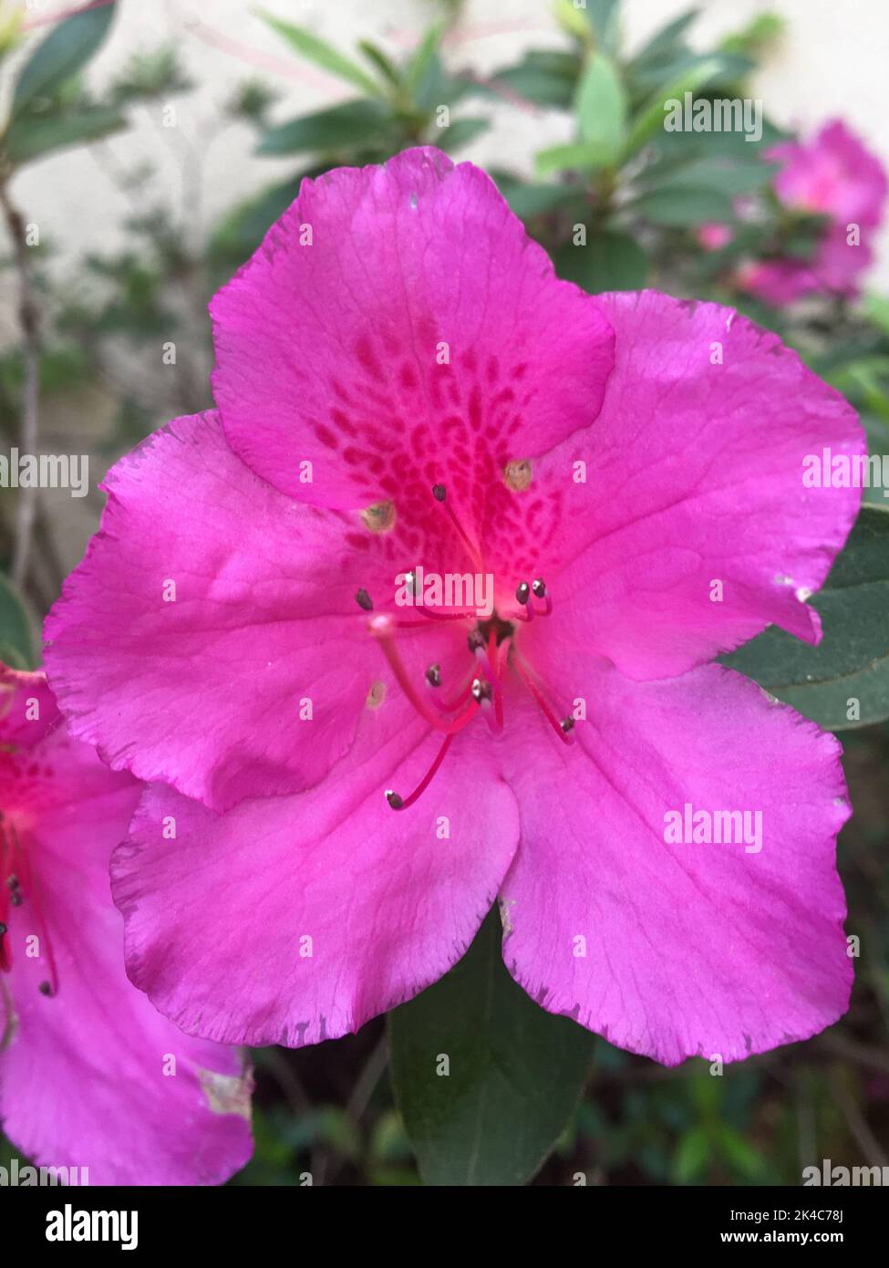 Azalea blossom hi-res stock photography and images - Alamy
