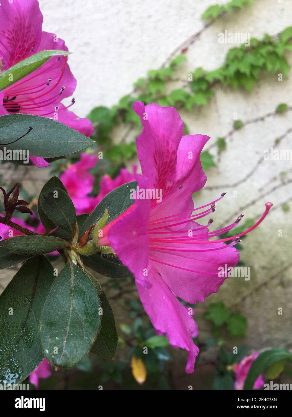 Big azalea shrub hi-res stock photography and images - Alamy