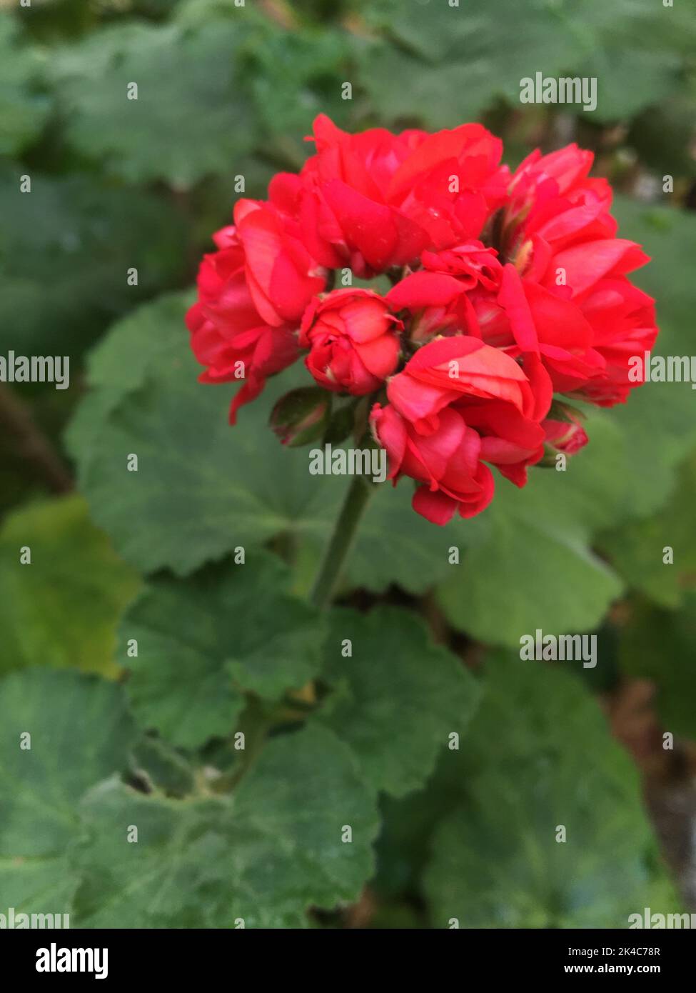 Bright red geranium flower cluster and green leaves macro Stock Photo ...