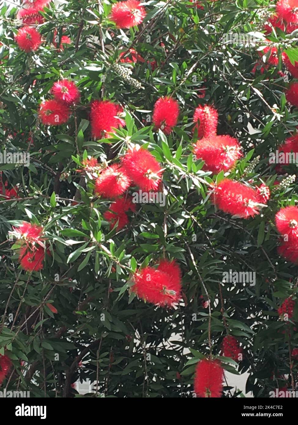 Red flowers of the Callistemon plant Stock Photo - Alamy