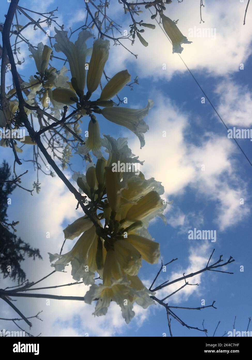 Lapacho tree hi-res stock photography and images - Alamy