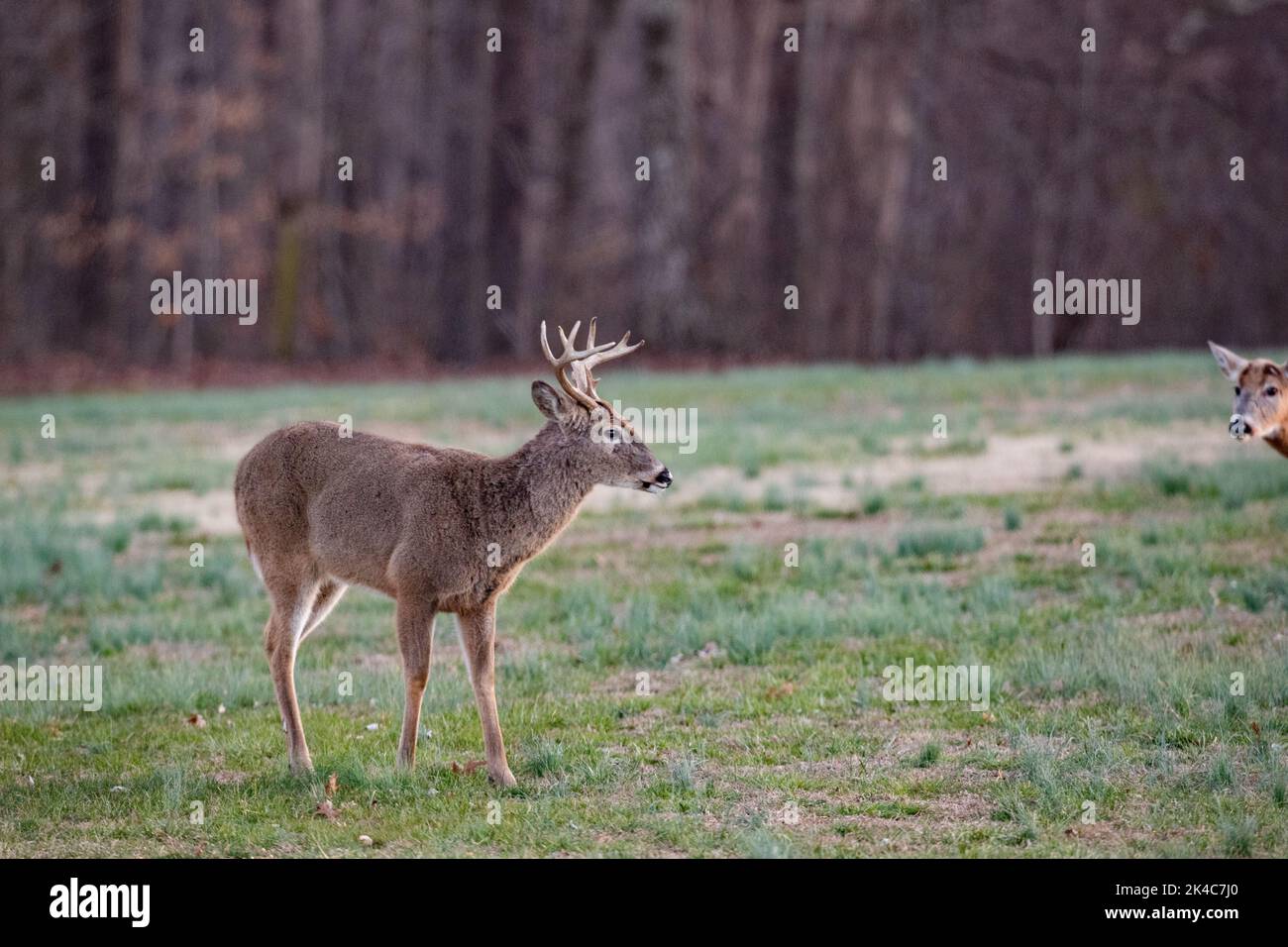 An adorable White-tailed deer wandering in the green field by the ...