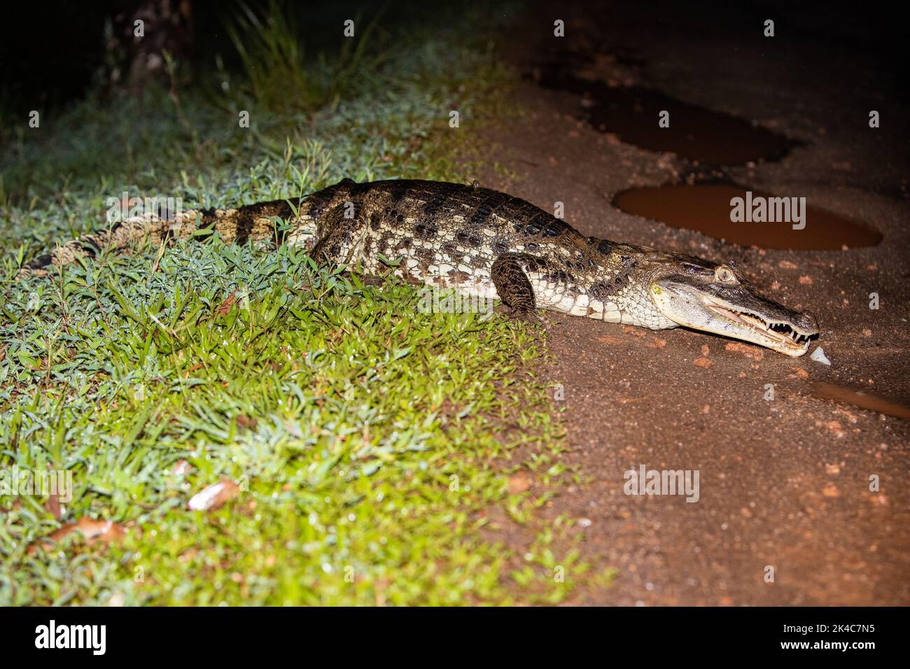 An alligator crawling on the ground during nighttime Stock Photo - Alamy