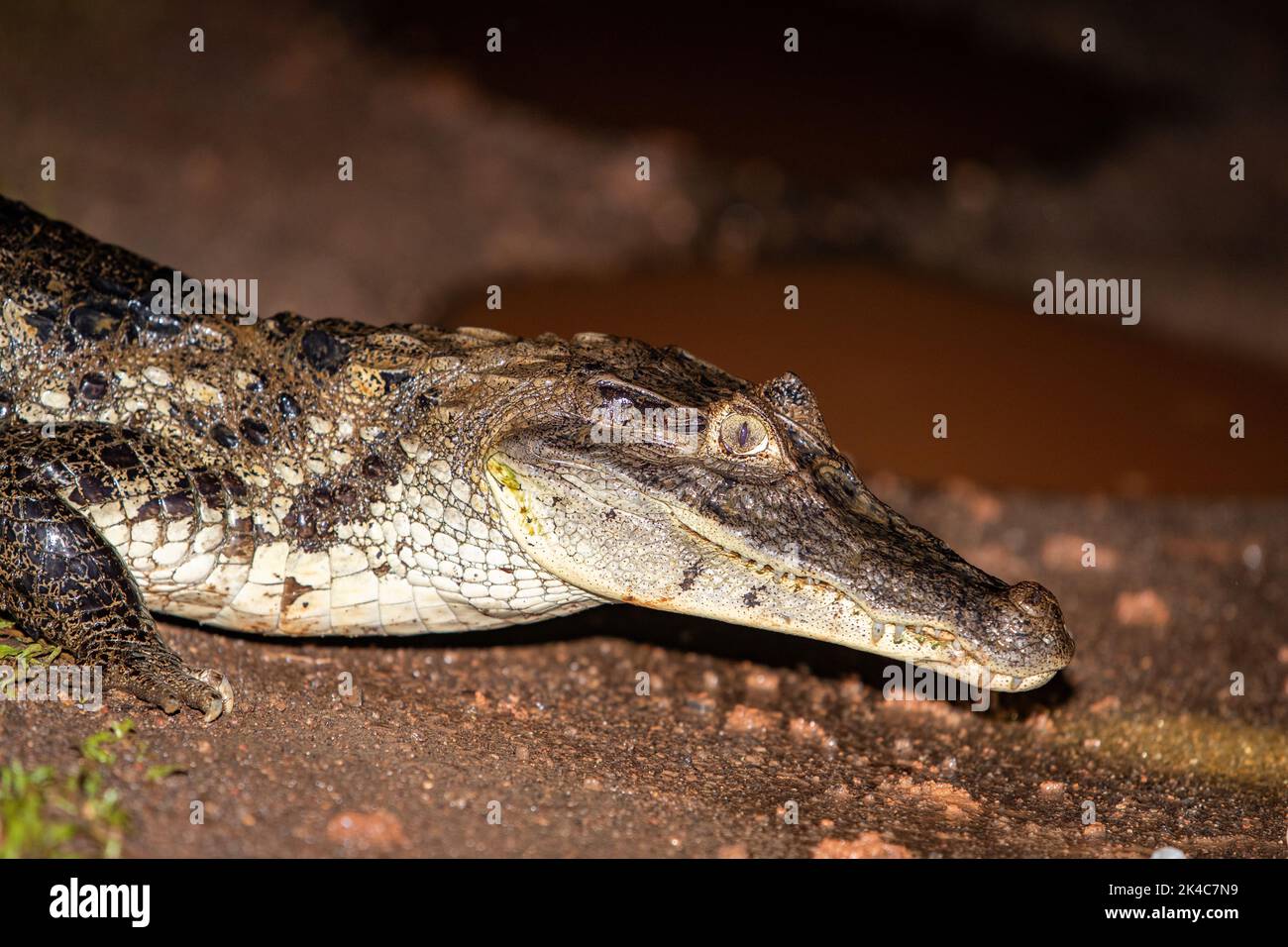 An alligator crawling on the ground during nighttime Stock Photo - Alamy