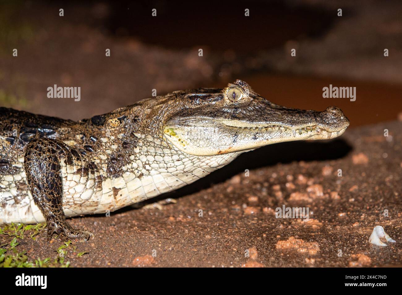 An alligator crawling on the ground during nighttime Stock Photo - Alamy