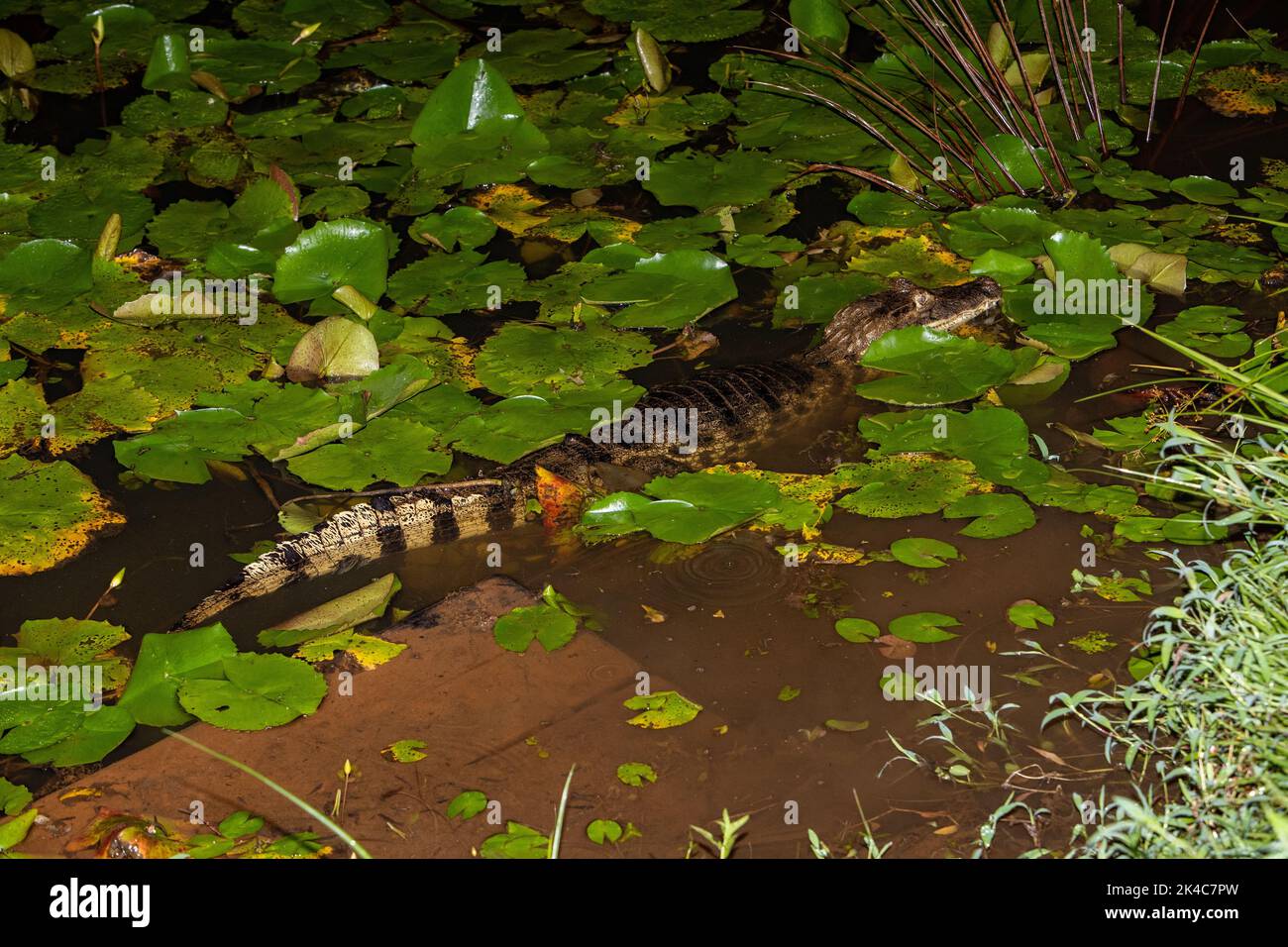 An alligator tail on the swamp Stock Photo - Alamy