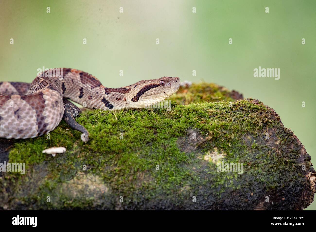 A closeup of Deinagkistrodon snake slithering on green mosy rock on ...