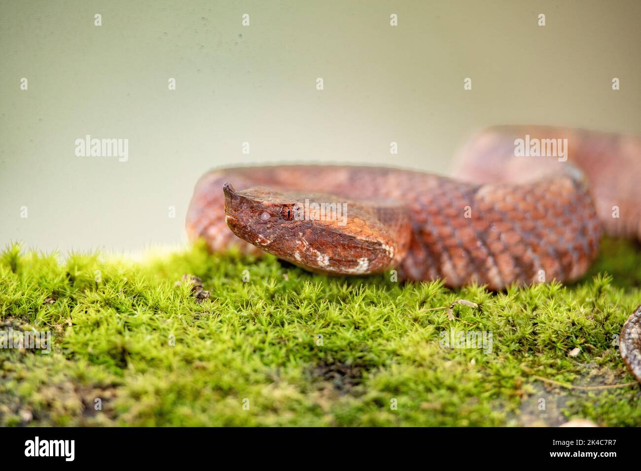 A closeup of Borneo pit viper snake slithering on green mosy rock on ...