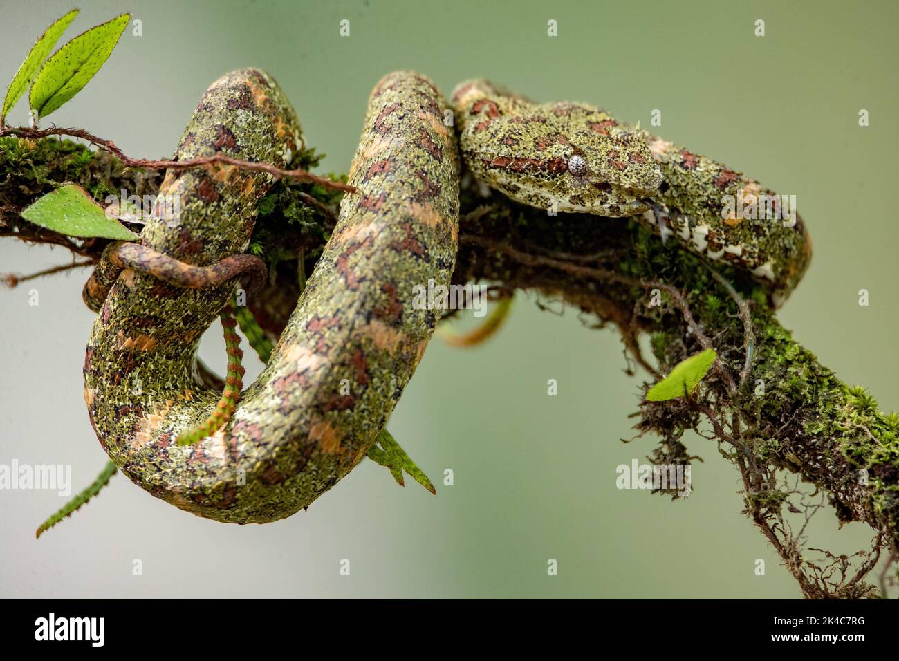 A closeup of Borneo pit viper snake slithering around green mosy branch ...