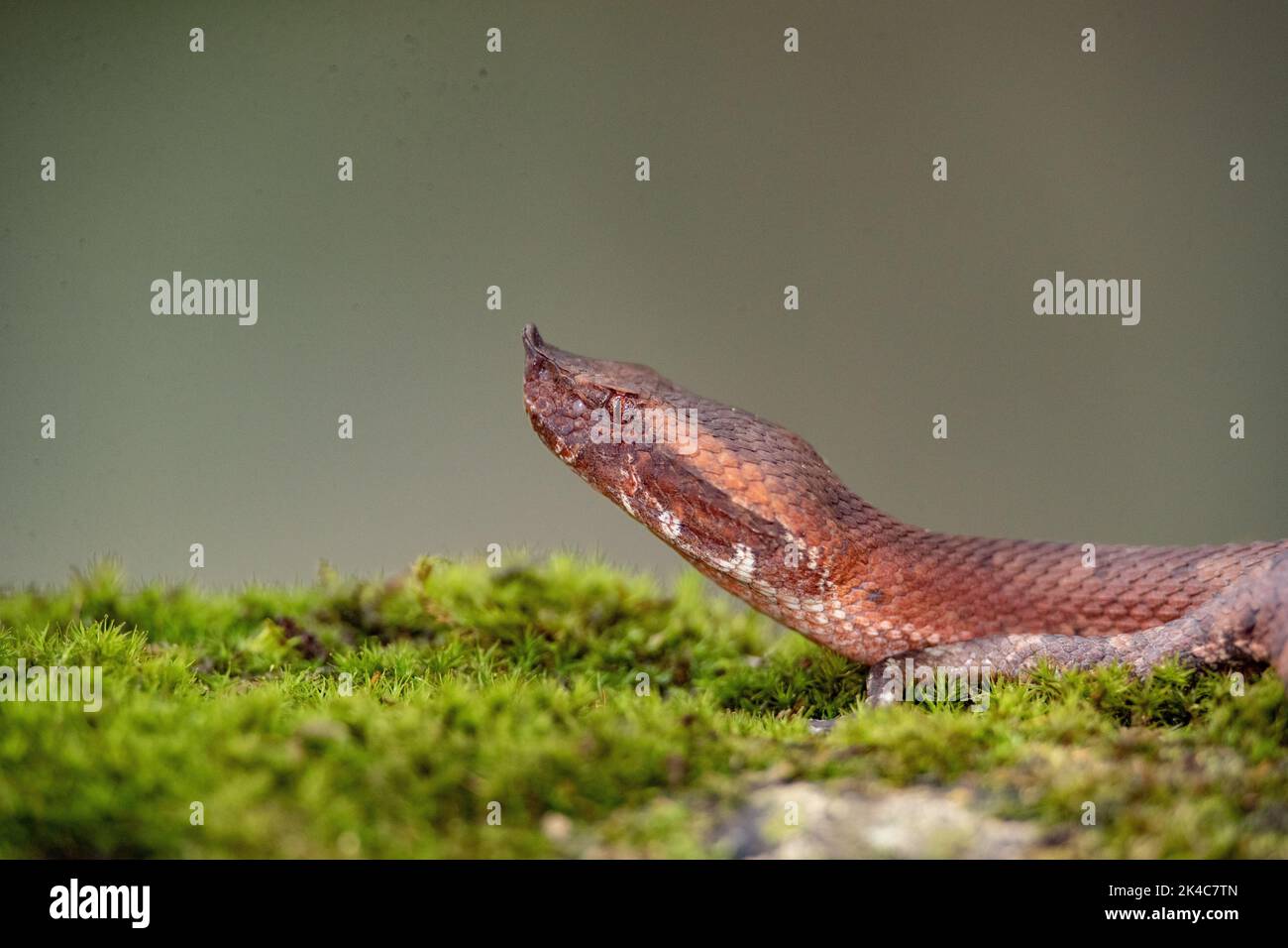 A closeup of Borneo pit viper snake slithering on green mosy rock on ...